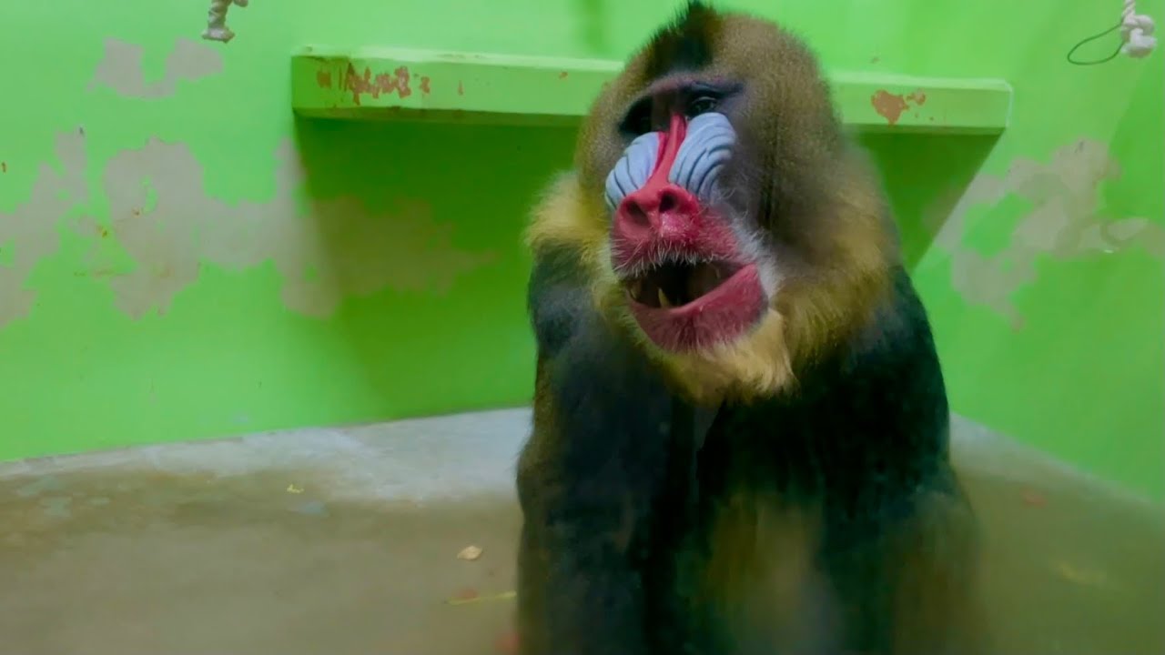 Mandrill's Bizarre Behavior Collection - YouTube