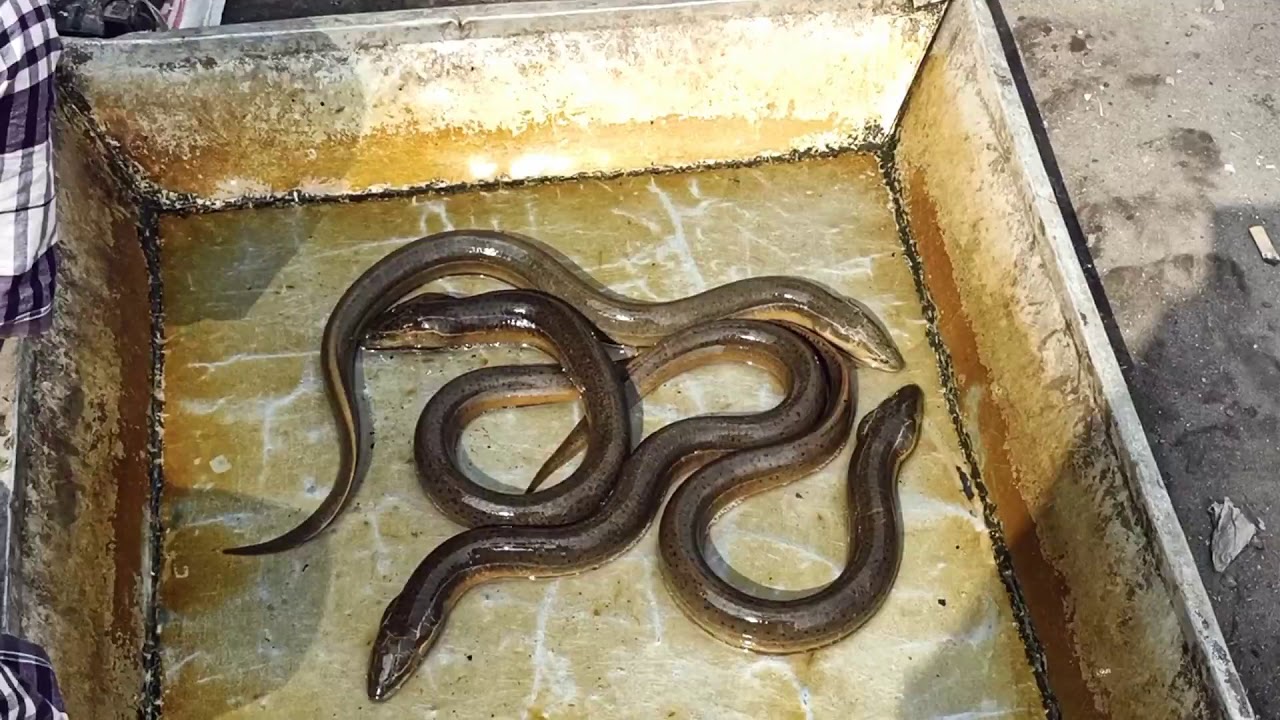 TASTY KUCHA FISH IN THE BANGLADESHI VILLAGE FISH MARKET - YouTube