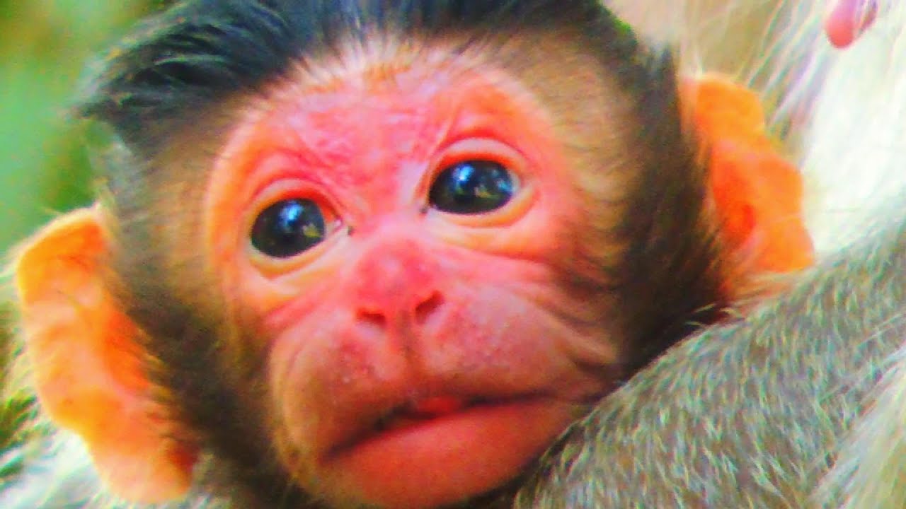 An adorble newborn baby’s charming with red-faced cuteness ...