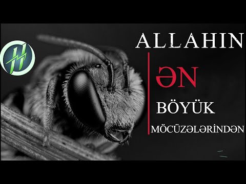 BAL ARISI MÖCÜZƏSİ - Yaradılış Gerçəkləri - Harun Memmedov