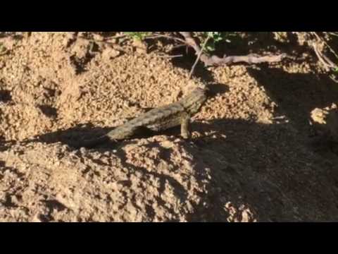 The Amazing Blue Belly Lizard Push-ups! - YouTube