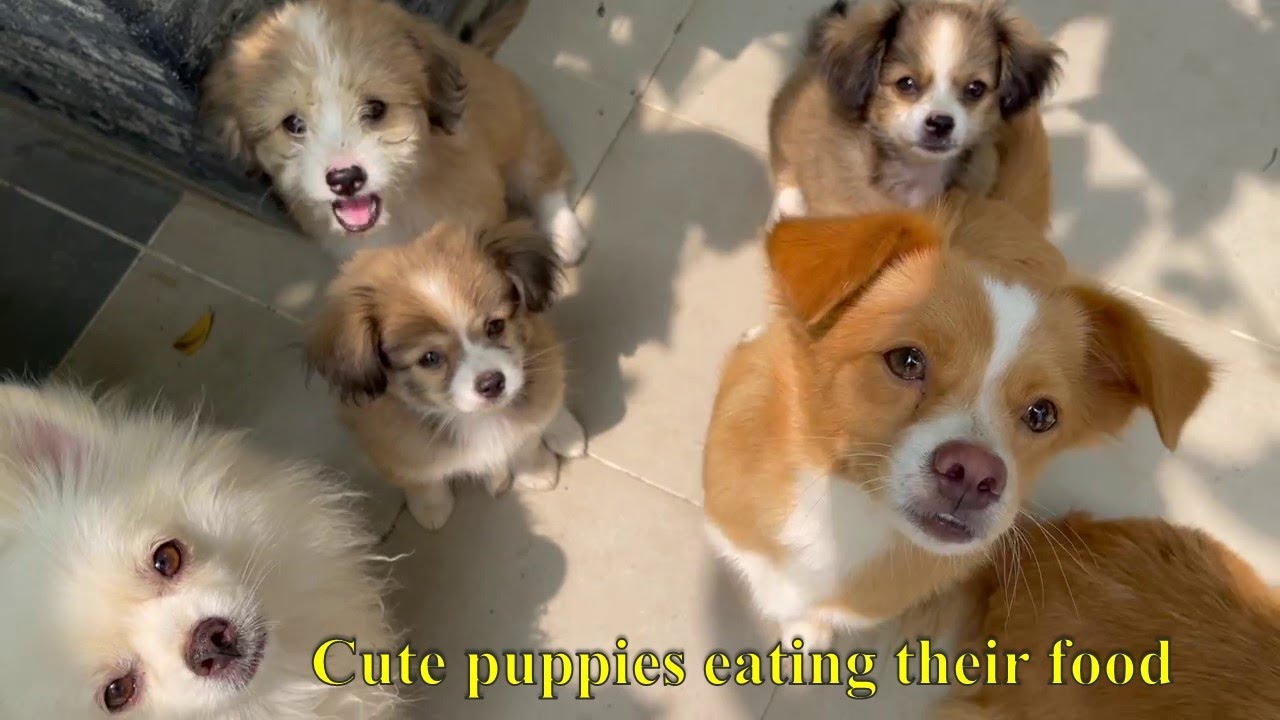 Cute puppies eating their food video - YouTube