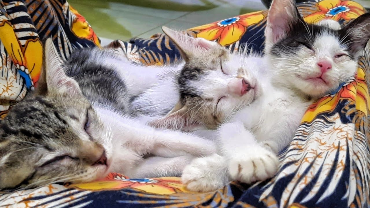 Kucing paham kita sayang mereka" Kucing juga tau kita sayang pura pura🙀 ...