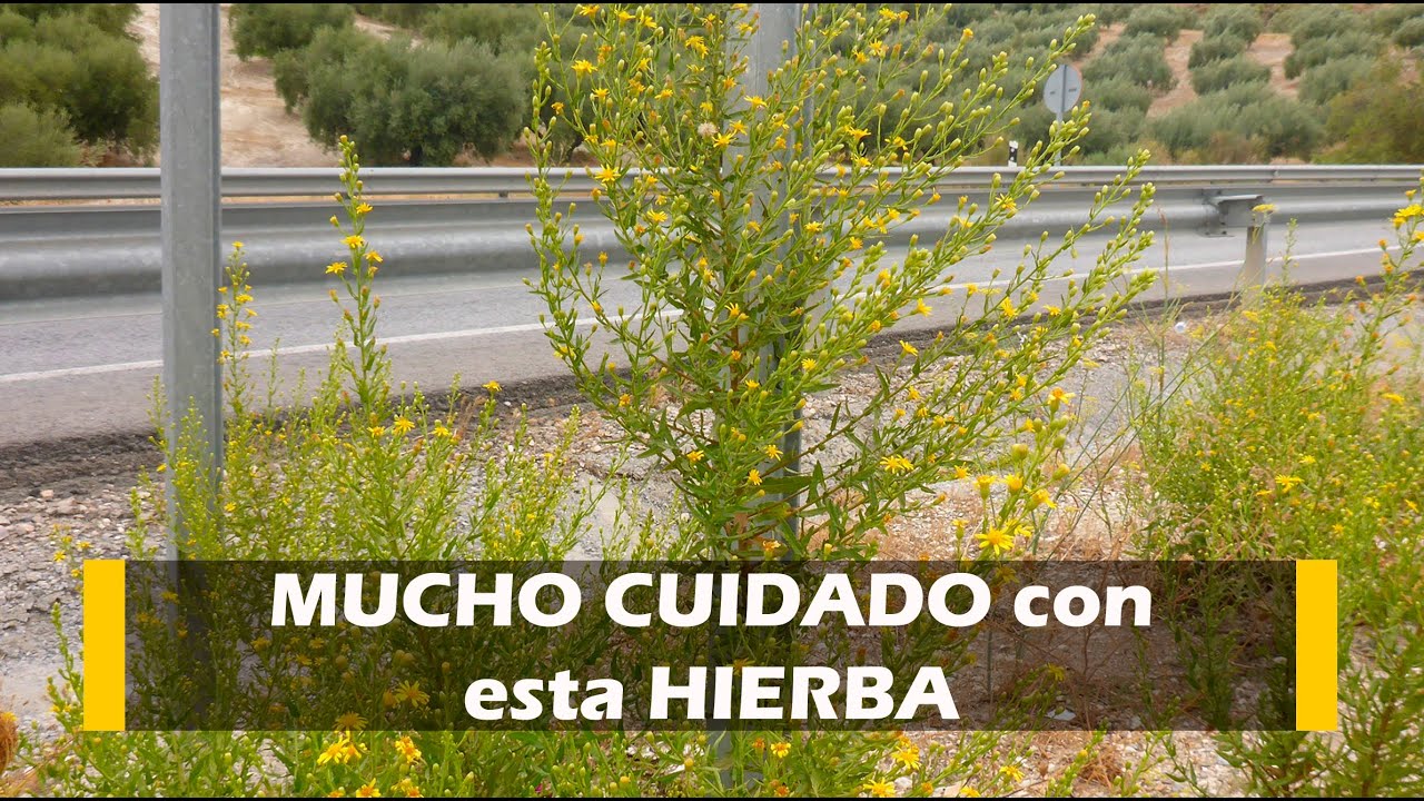 Mucho cuidado con esta HIERBA - YouTube