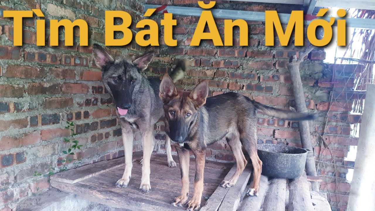 Chó bec bỉ tìm nhà mới dễ thương - YouTube