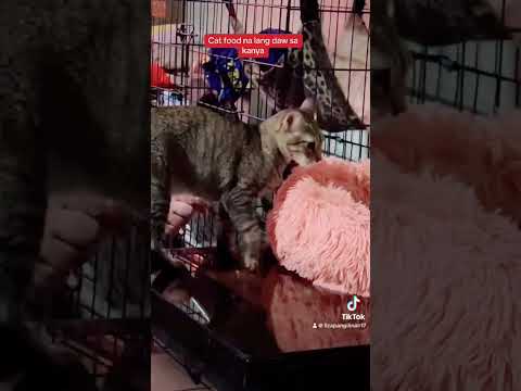 Cats like treats@liztv7971 - YouTube