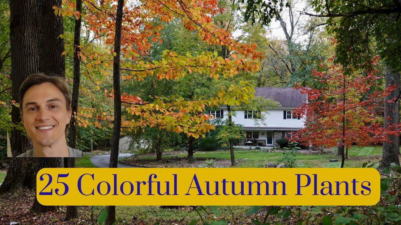 25 Plants with Awesome Autumn Color - Trees, Shrubs, & Perennials - YouTube