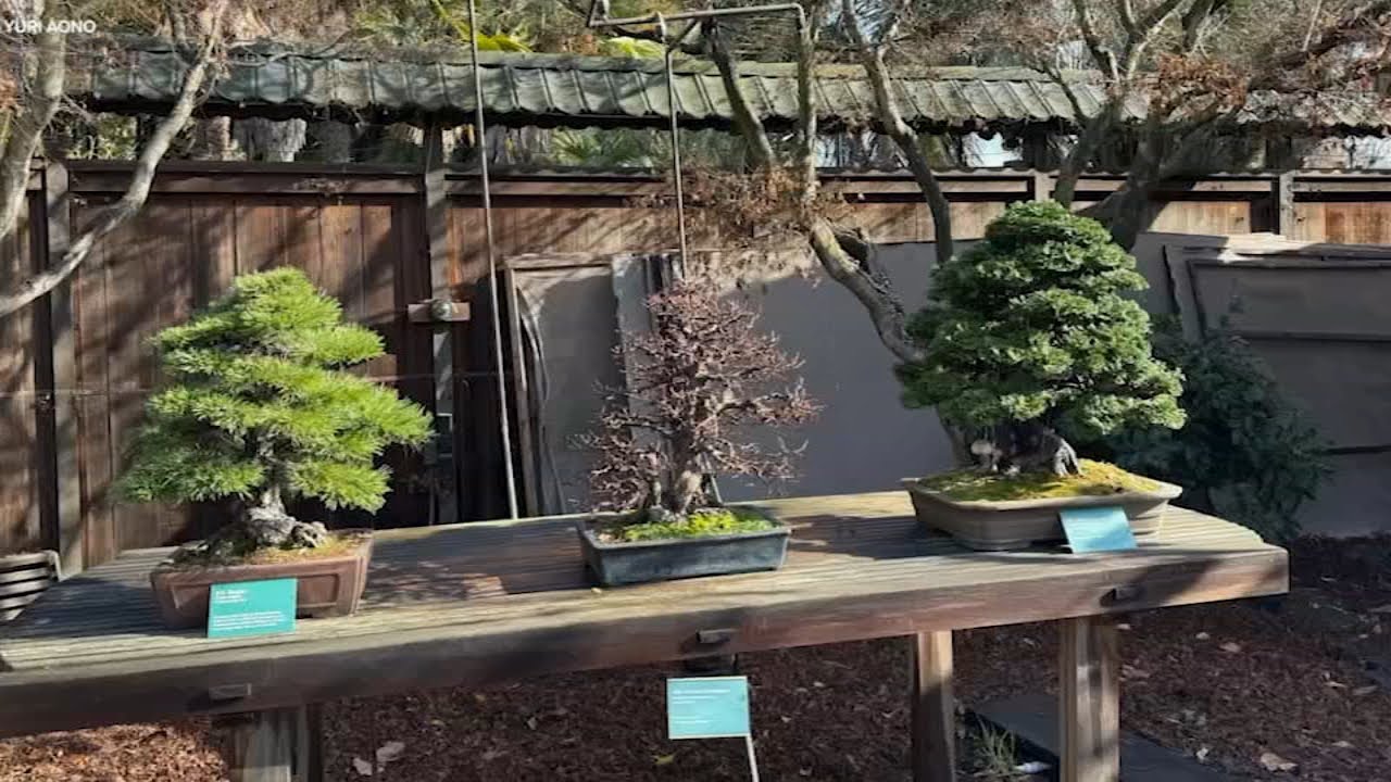 $20K worth of bonsai trees stolen from free, volunteer-run garden in ...