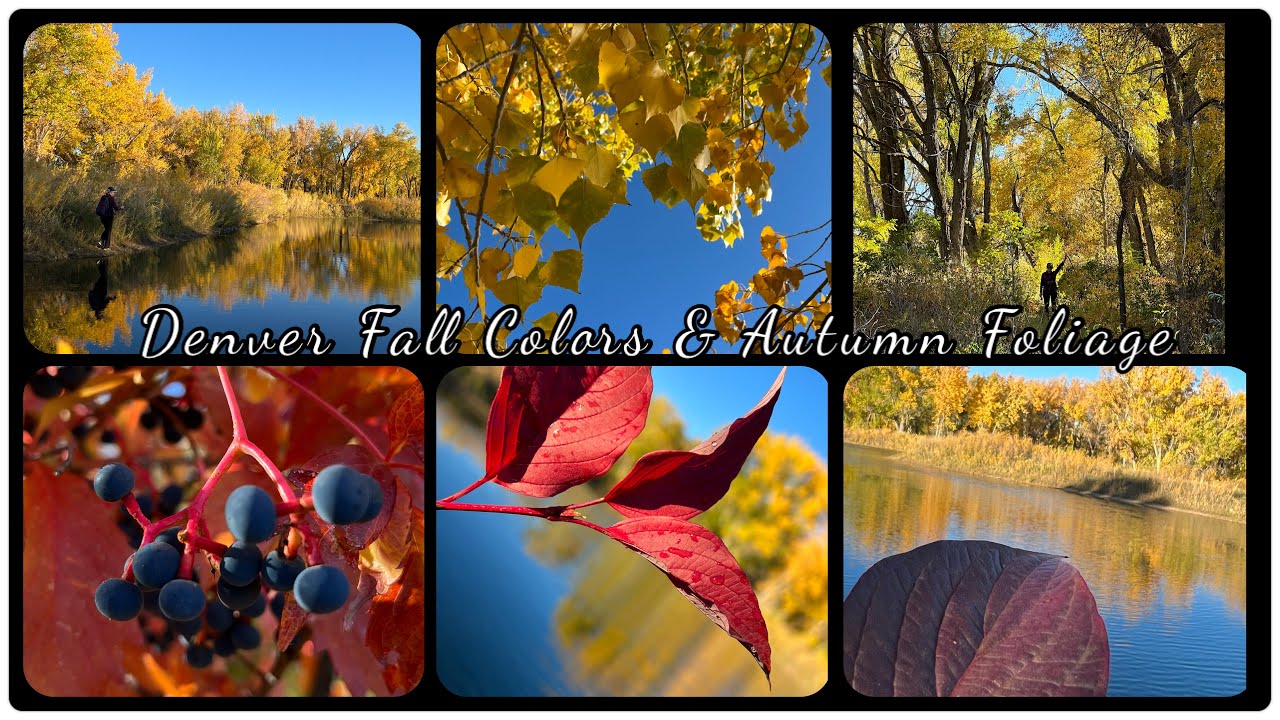 Fall Foliage & Day Trip Near Denver. Gorgeous golden colors with a ...