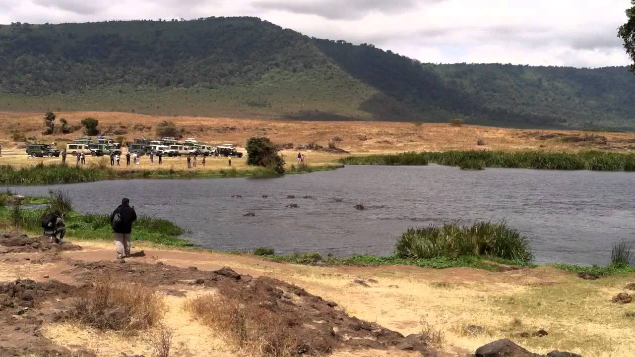 End of hippo chase--they are even fast under water! - YouTube
