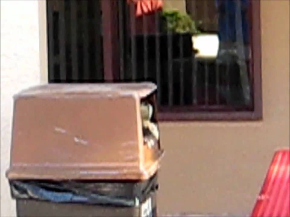 Squirrel in the Garbage (Puerto Rico the Squirrel) - YouTube