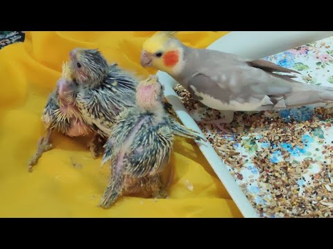 @Dutch parrot - YouTube