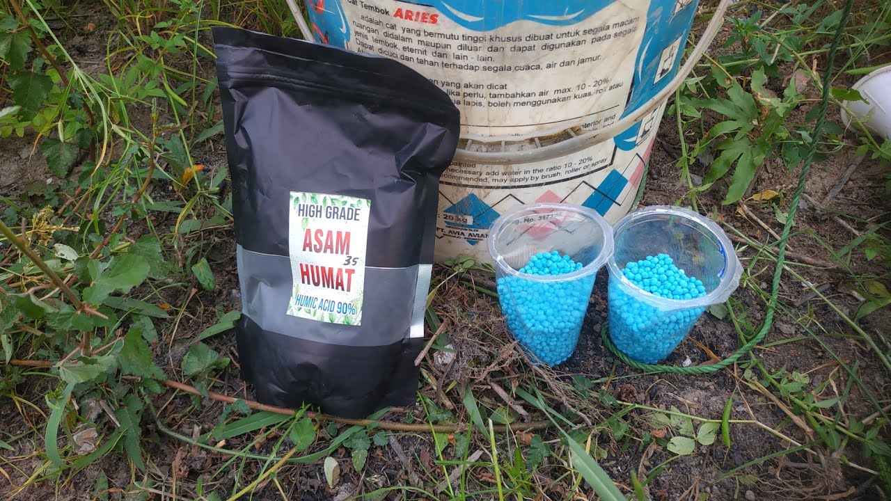 pupuk kocor super dahsyat - YouTube