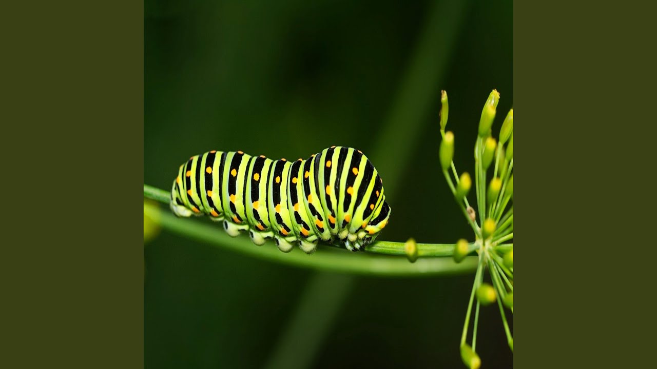 Caterpillar Dance - YouTube