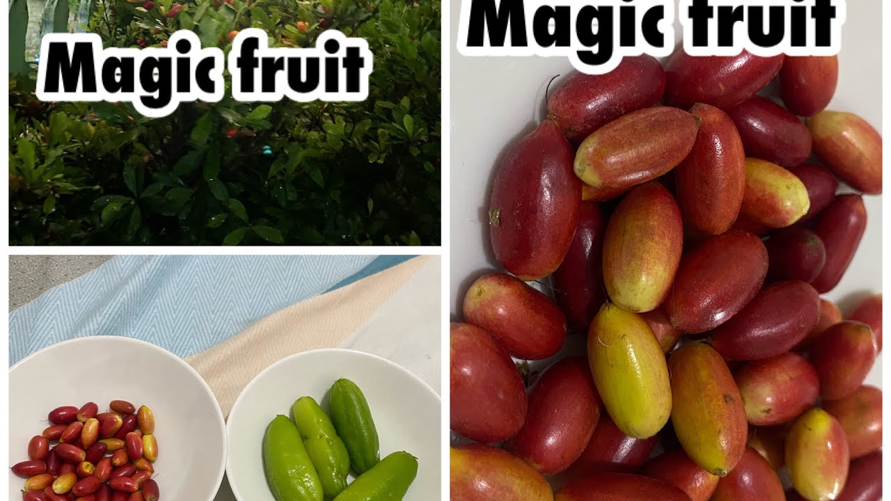 MAGIC FRUIT KAYANG GAWIN MATAMIS ANG MAASIM NA KAMIAS - YouTube