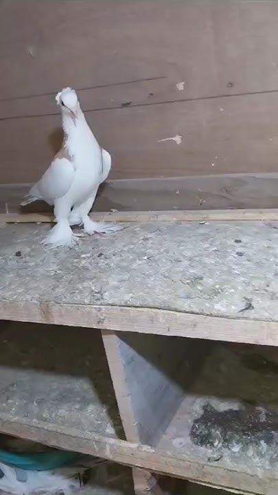 New Pigeons #pigeonpigeon #pigeons #yahoo - YouTube