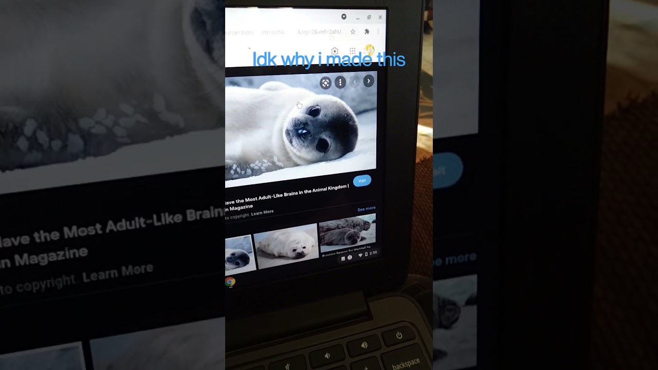 What Is A Baby Seal Called In French YouTube what-is-a-baby-seal-called-in-french-youtube