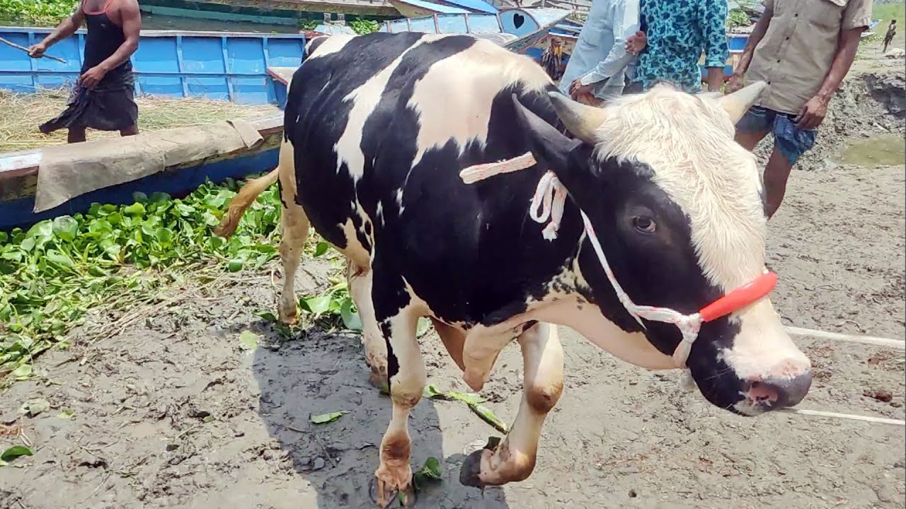 cow unloading | cow videos | caw | cow ki video | big cow farm | cow ...