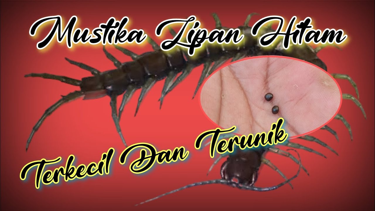 Mustika Lipan Hitam||Terkecil Dan Terunik||@Bang_Akik_CHANNEL - YouTube
