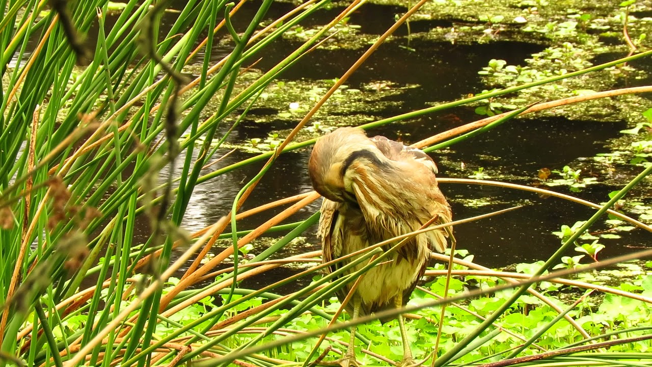 American Bittern male booming June 16, 2018 - YouTube