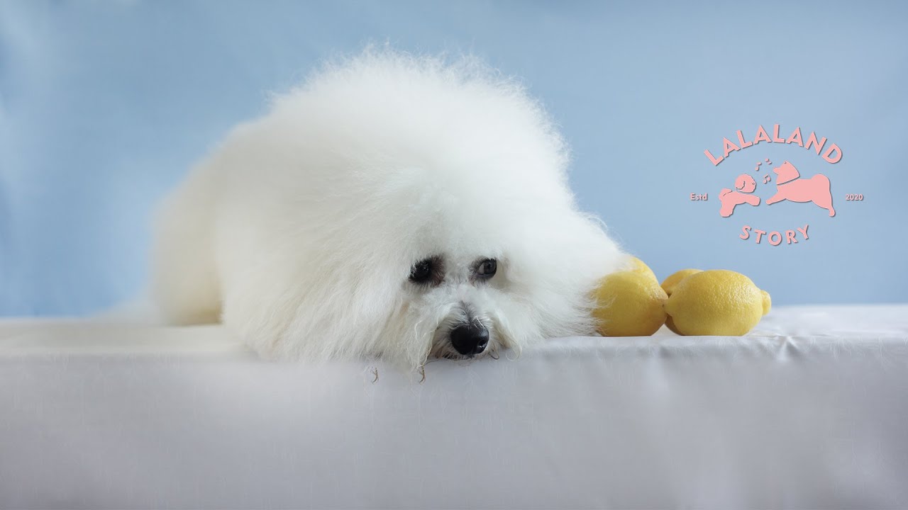 EP.02 - ODDY VS LEMON ‖ BICHON FRISE DOG - YouTube