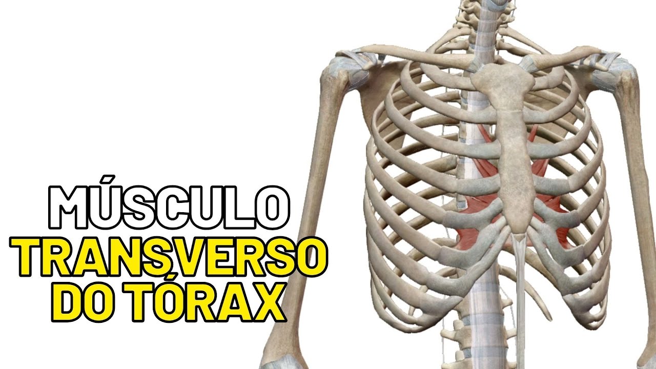 Miologia do Tórax - Anatomia humana. Quais as características do ...