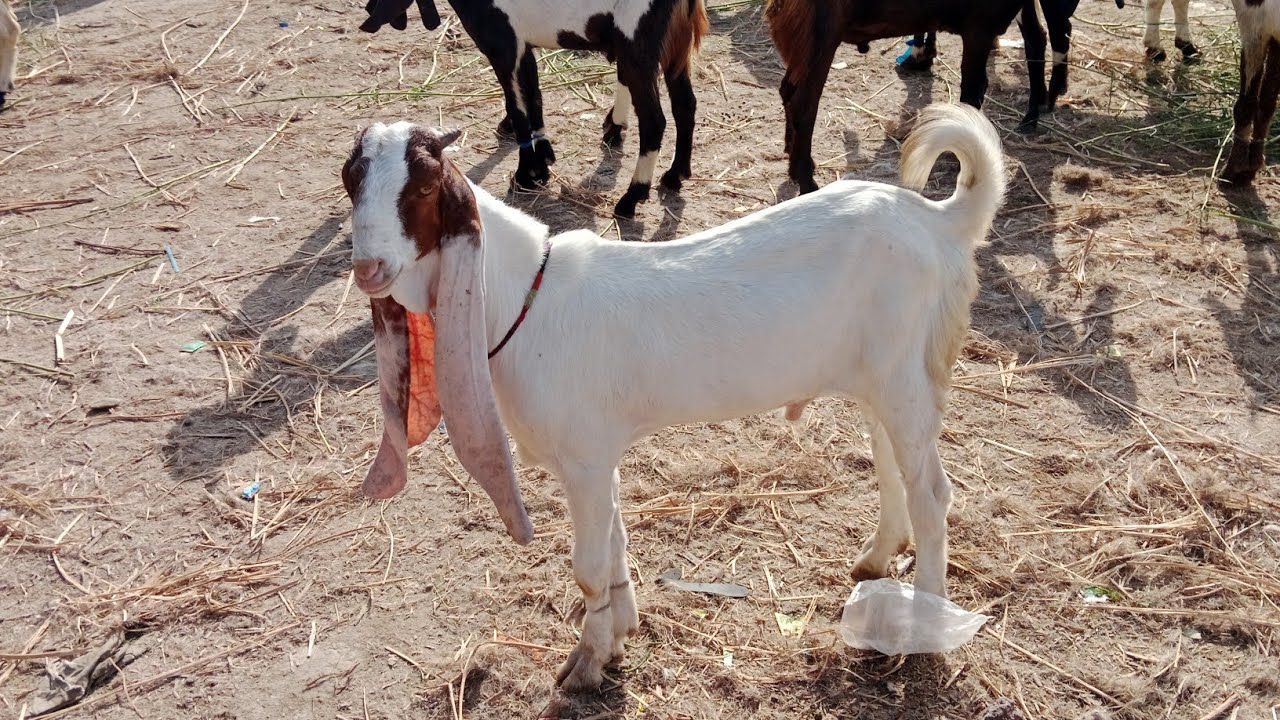 sanghar bakra Mandi. | latest new update today | mix breed GOTS korbani ...