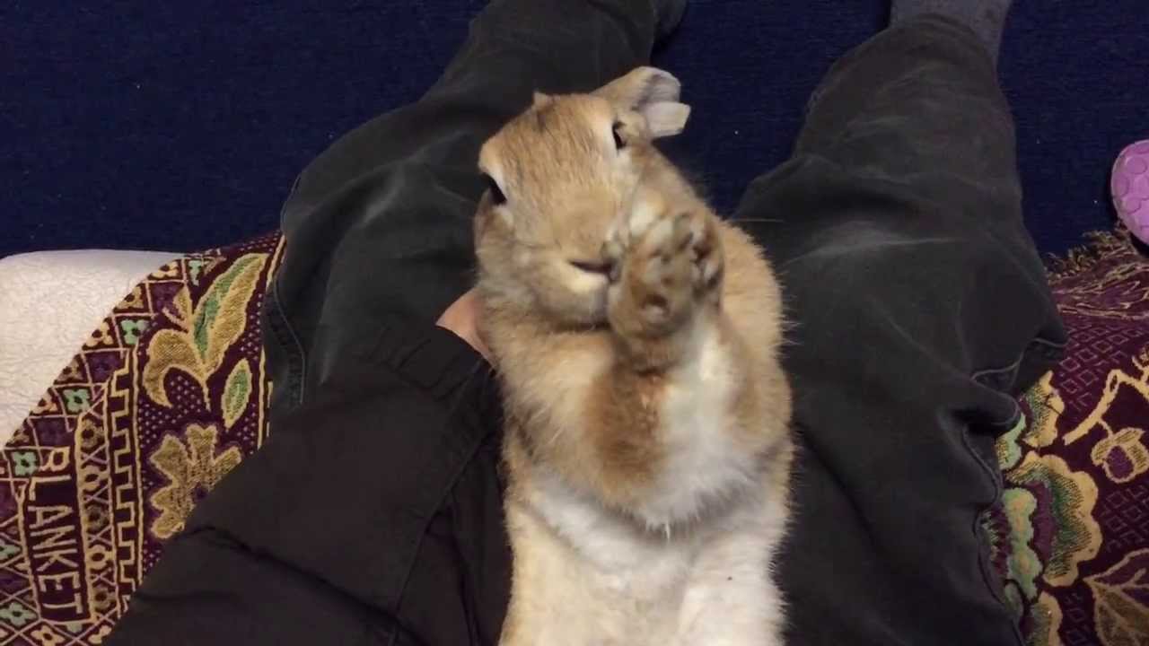 Rabbit Prays to God! - YouTube