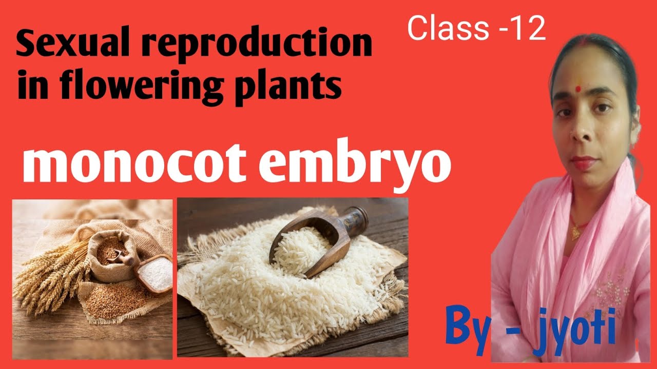 sexual reproduction in flowering plants ( monocot embryo) - YouTube