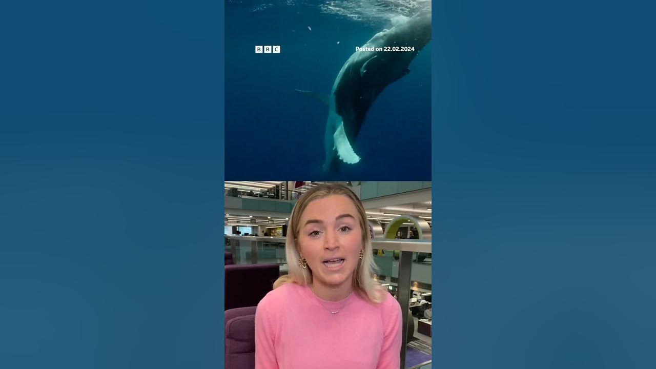 Someone tell Dory that scientists have solved the mystery of whale song ... Someone tell Dory that scientists have solved the mystery of whale song ...