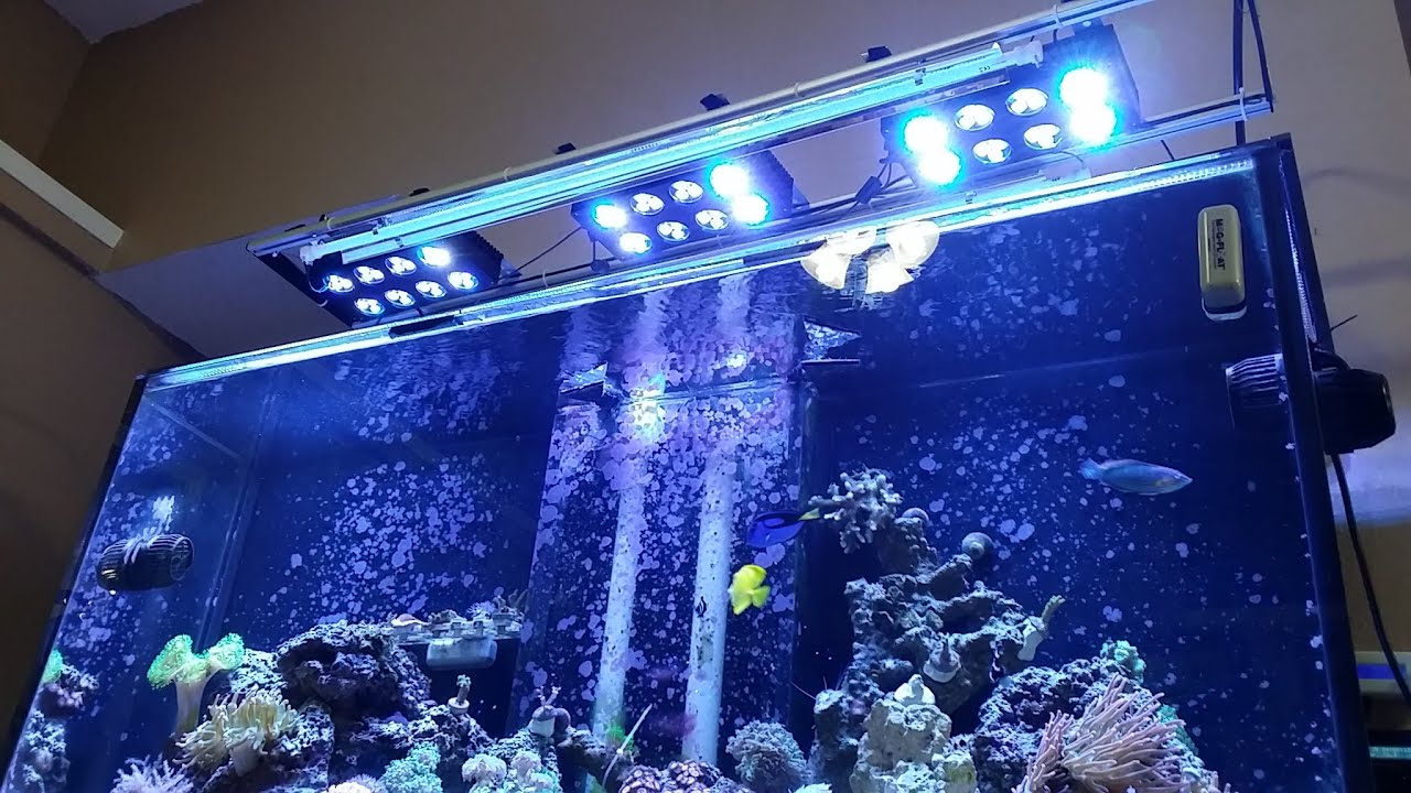120G SALTWATER FISH TANK CORAL REEF UPDATE - YouTube