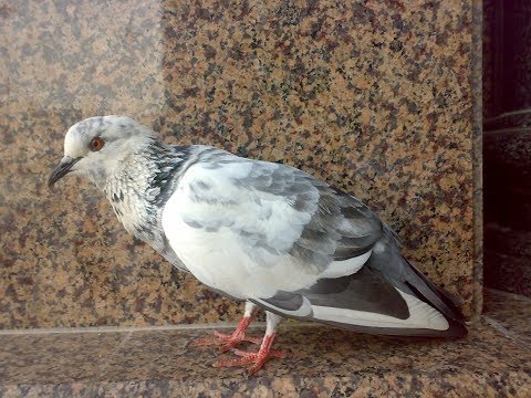 Can Yücel Şiiri: Bağlanmayacaksın bir şeye öyle körü körüne sevmeyeceksin / Adnan Şensoy