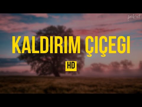 #podcast Kaldirim Çiçegi (1969) - HD Podcast Filmi Full İzle