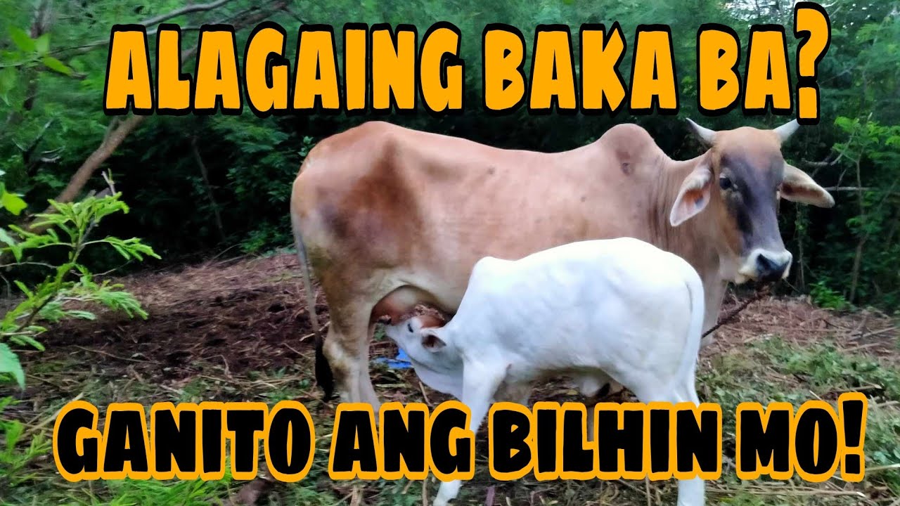 CATTLE FARMING || TIPS PARA SA MGA GUSTONG MAGSIMULANG MAG ALAGA AT ...
