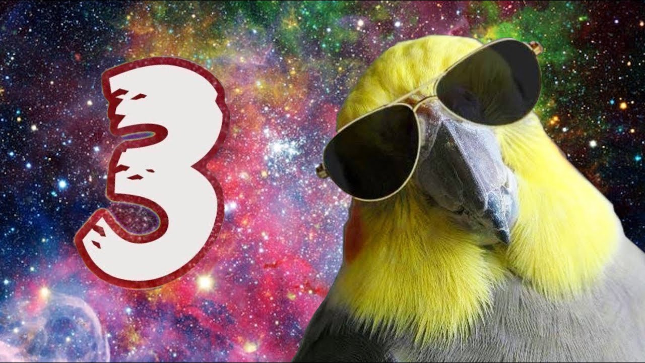 Dank Bird Memes #3 - YouTube