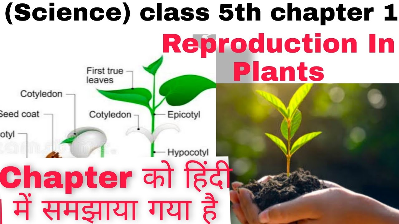 Class 5th Chapter 1 Reproduction In Plants Chapter Explanation हिंदी