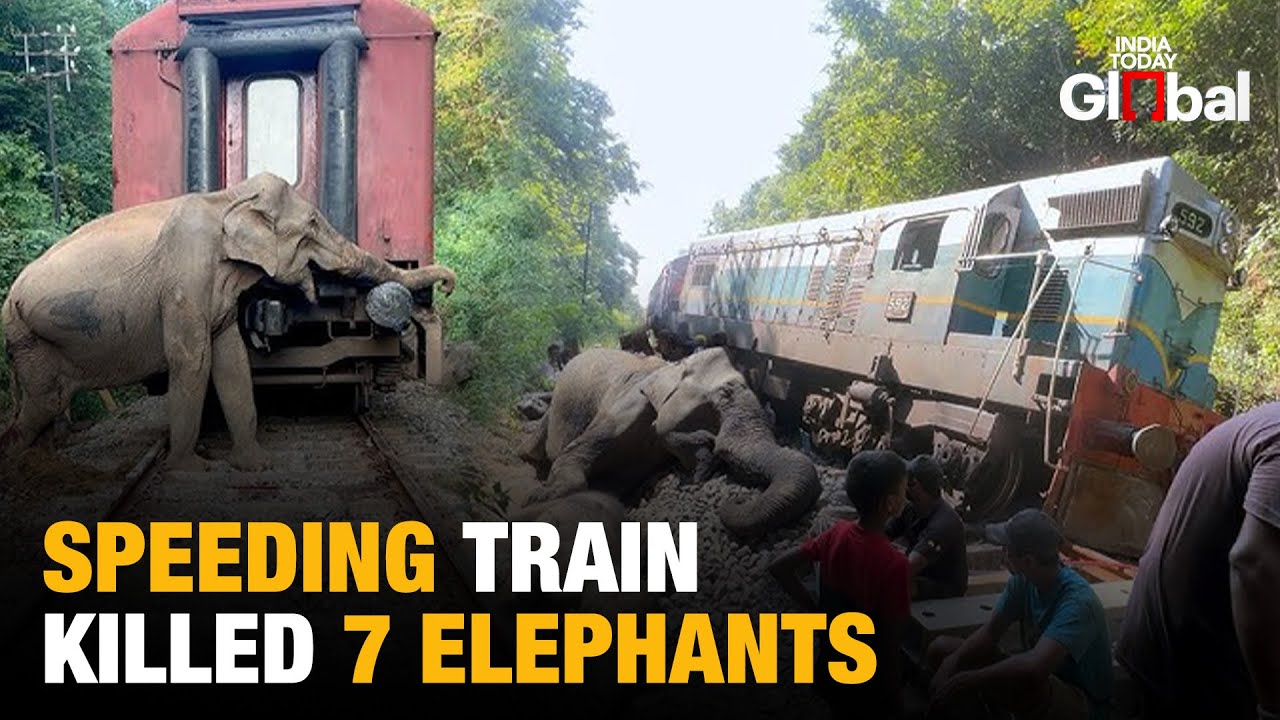 High-Speed Train Kills 7 Elephants in Assam | Shocking Rail Tragedy in ...