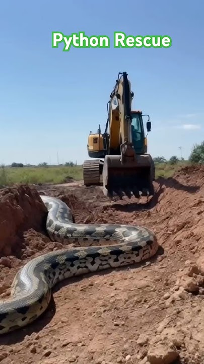 Rescued Python snake using Excavator - YouTube