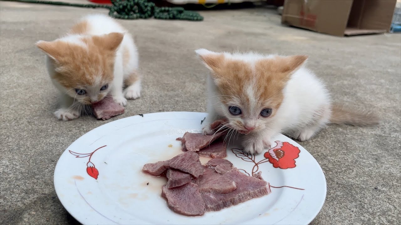 The kitten ate delicious fresh meat for the first time. A kitten ...