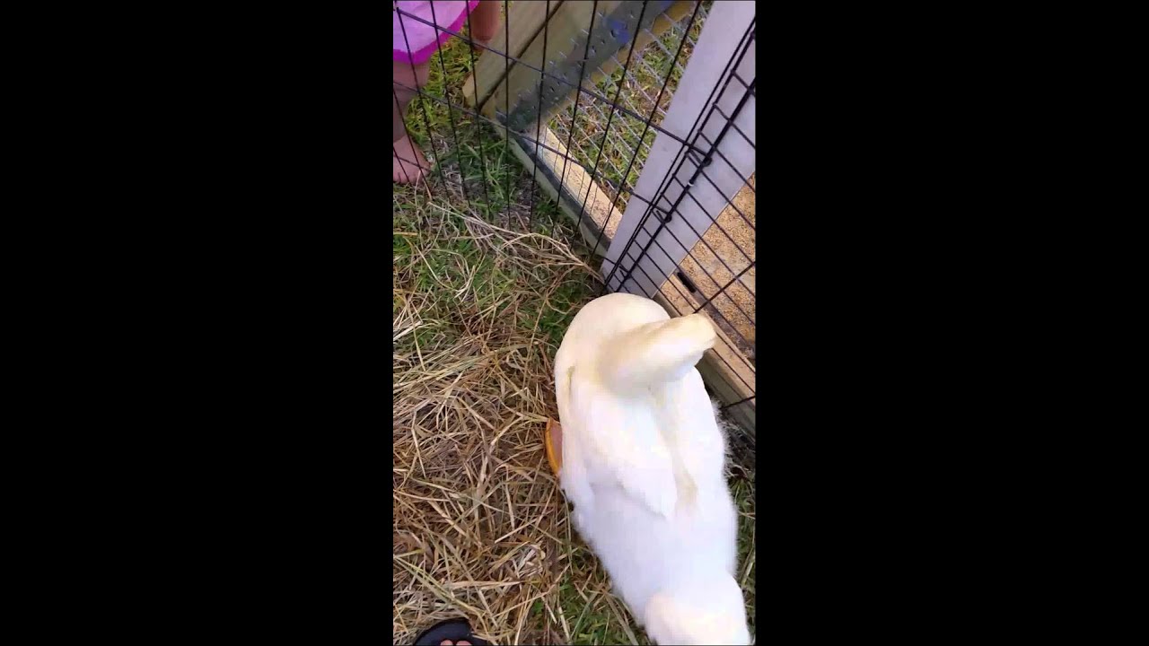 Almost 6 week old duck quack. Boy? - YouTube