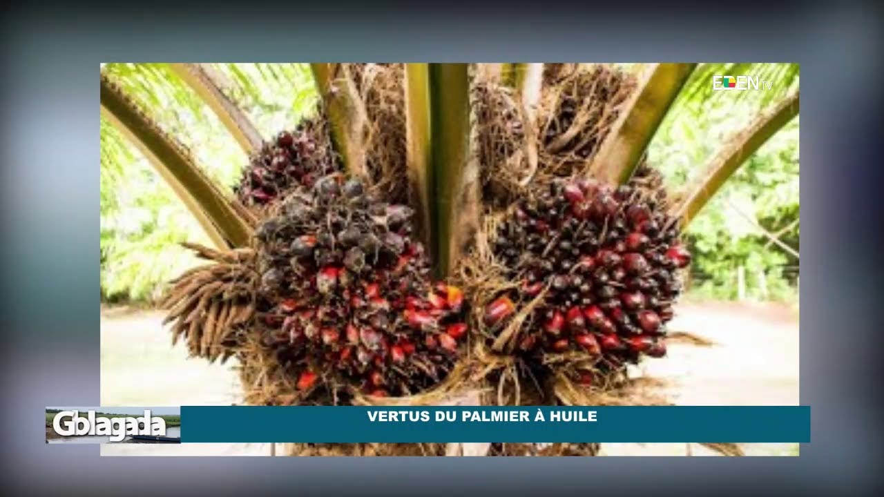 Les vertus du Palmier à huile | Nuyendévo - YouTube