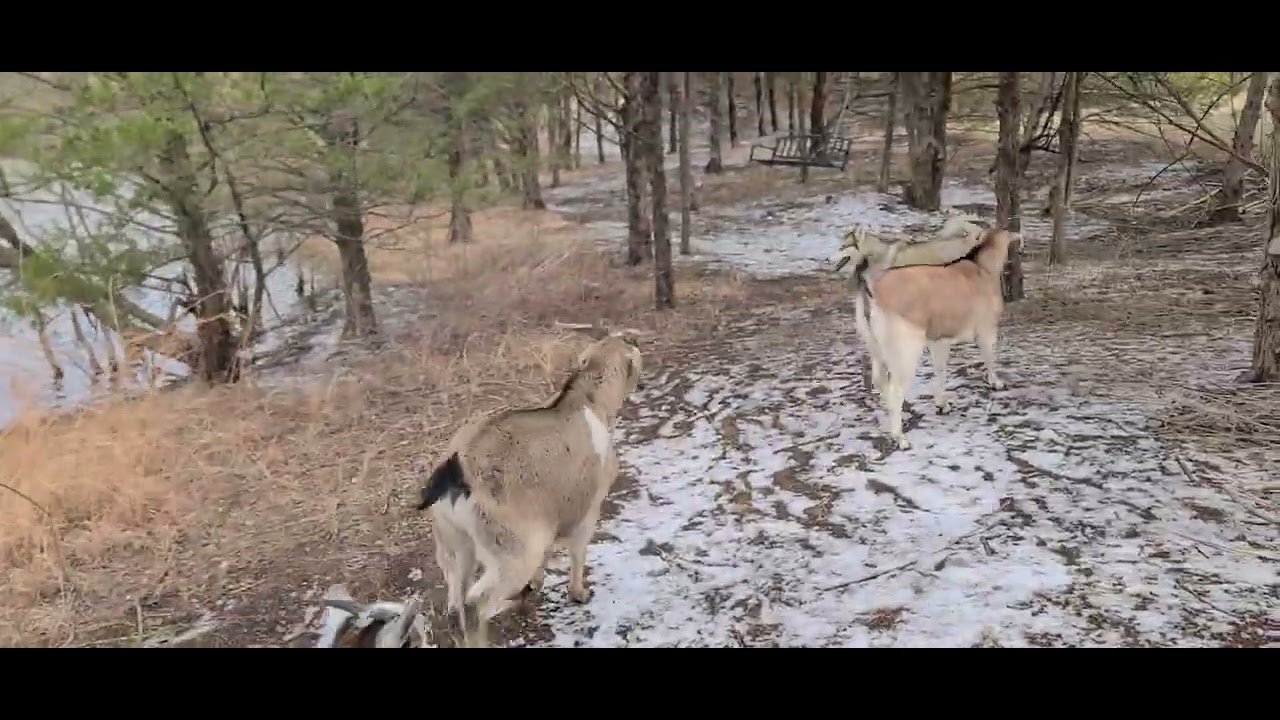 Goat walk - YouTube