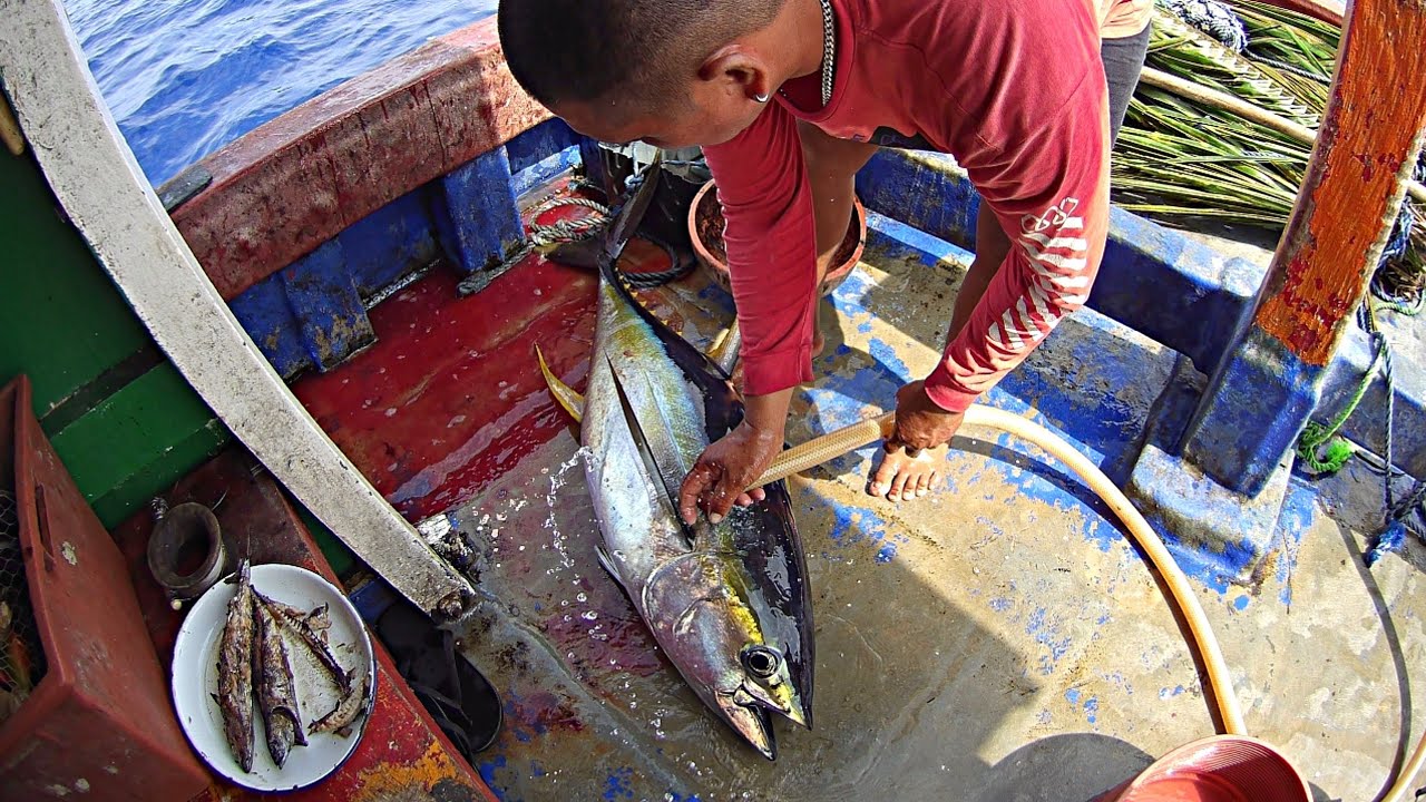 method in the Philippines how to catch tuna #fishing #fish # ...
