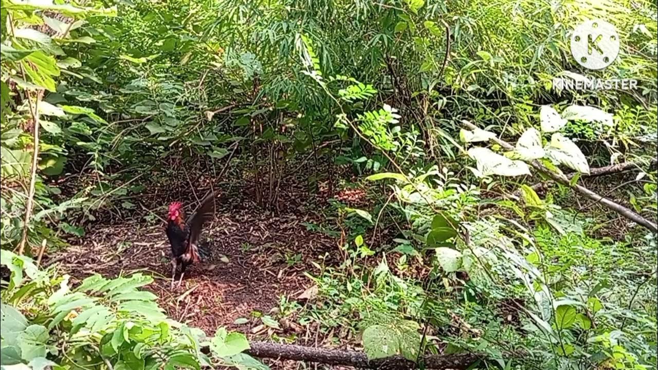 cuab qaib qus tuaj zoo -12-10-2024 - YouTube