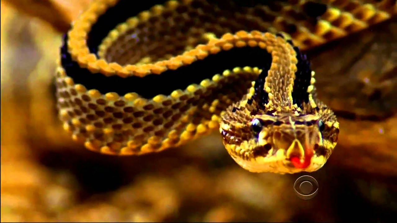 Survivor 21 Nicaragua opening credits [HD] - YouTube