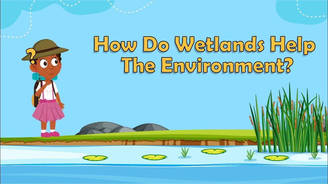 How Do Wetlands Help The Environment Wetlands Facts Environmental how-do-wetlands-help-the-environment-wetlands-facts-environmental