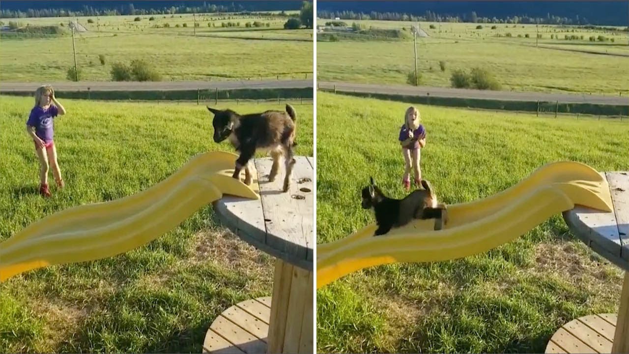 Dwarf Goats Go Down Slide - YouTube