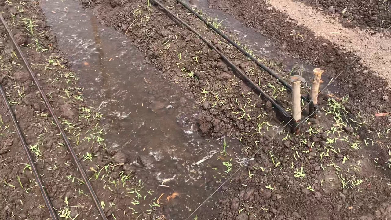 Macro túnel para cultivo de chiltoma - YouTube