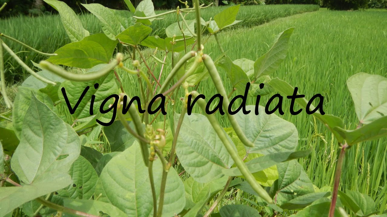 How to Pronounce Vigna radiata? - YouTube