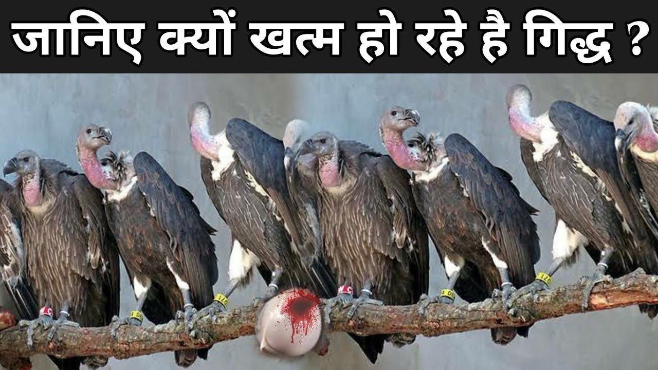 क्यों खत्म हो रहे है गिद्ध ? | Vulture In India | Why Vultures Are ...